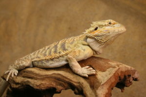 Bartagamen: Steckbrief, Haltung & alles Wichtige - Bartagamen-Ratgeber.de